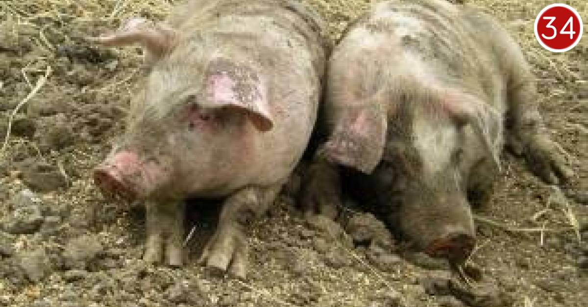 Za mliječno govedarstvo, svinjogojstvo i peradarstvo 80 milijuna kuna ...