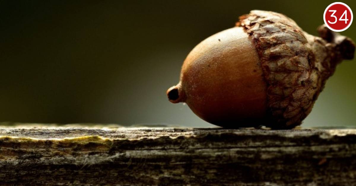 Hrvatske šume od danas otkupljuju žir hrasta lužnjaka i kitnjaka