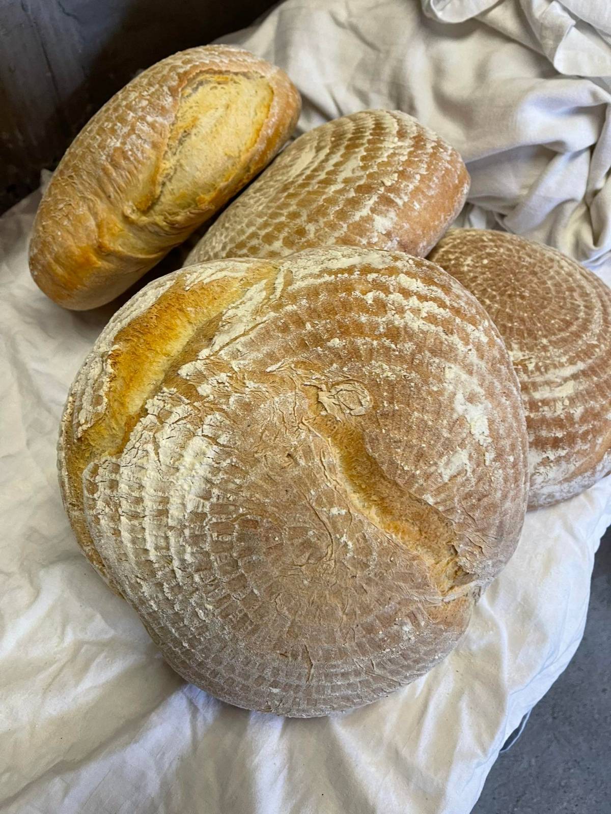 OKUS TRADICIJE, MIRIS SLAVONIJE: Domaći kruh iz krušne peći stiže na ...