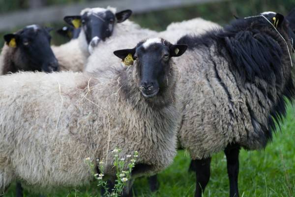 Goran uzgaja romanovske carske ovce: ¨Janje se dvaput godišnje, a ...