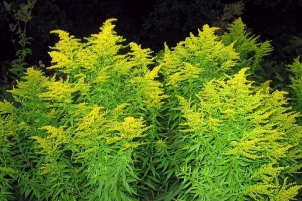 Obavezno uklanjanje ambrozije u više navrata